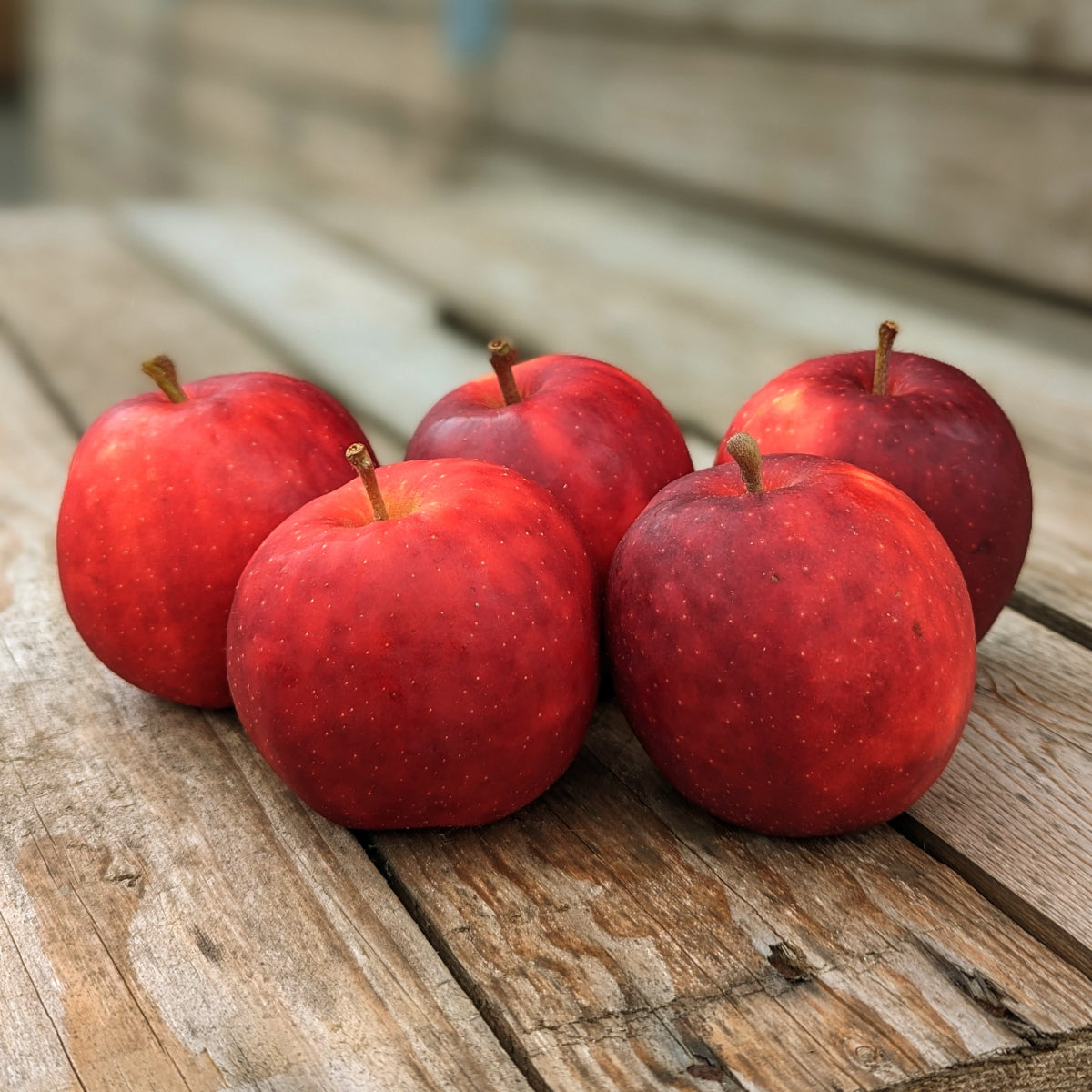 Apfel "Red Jonaprince" vom Obsthof Büther aus dem Alten Land online ...